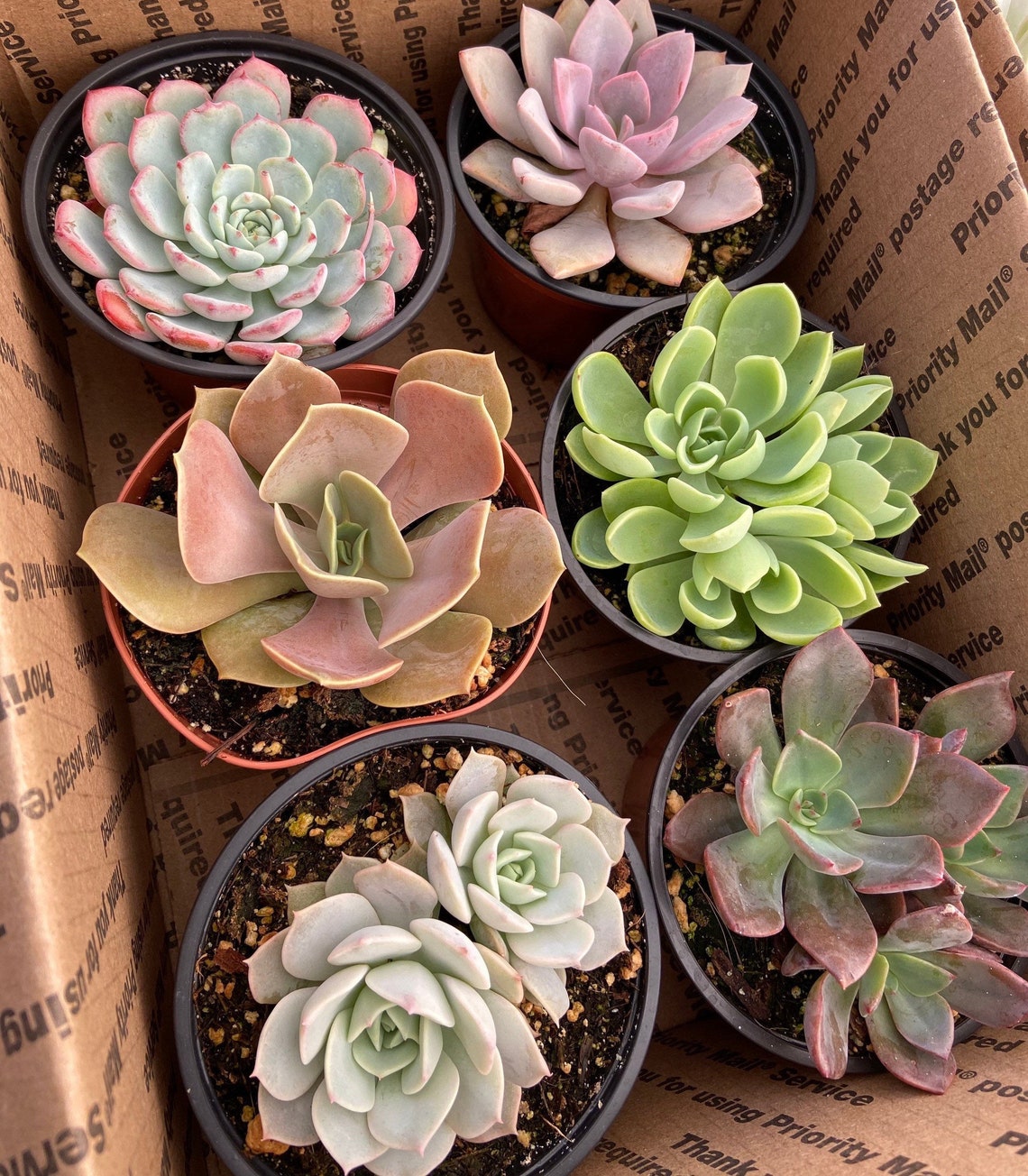 Assorted Live Succulent Pack Starter Kit Set of 6 Live | Etsy