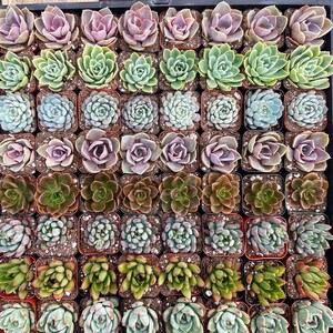 Succulent Mothers Day Gift Box Custom Personalized Card 8 Live ...