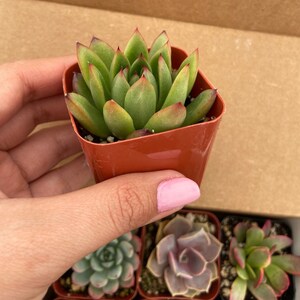 Succulent Mothers Day Gift Box Custom Personalized Card 8 Live ...