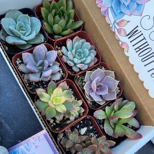 Succulent Mothers Day Gift Box Custom Personalized Card 8 Live ...