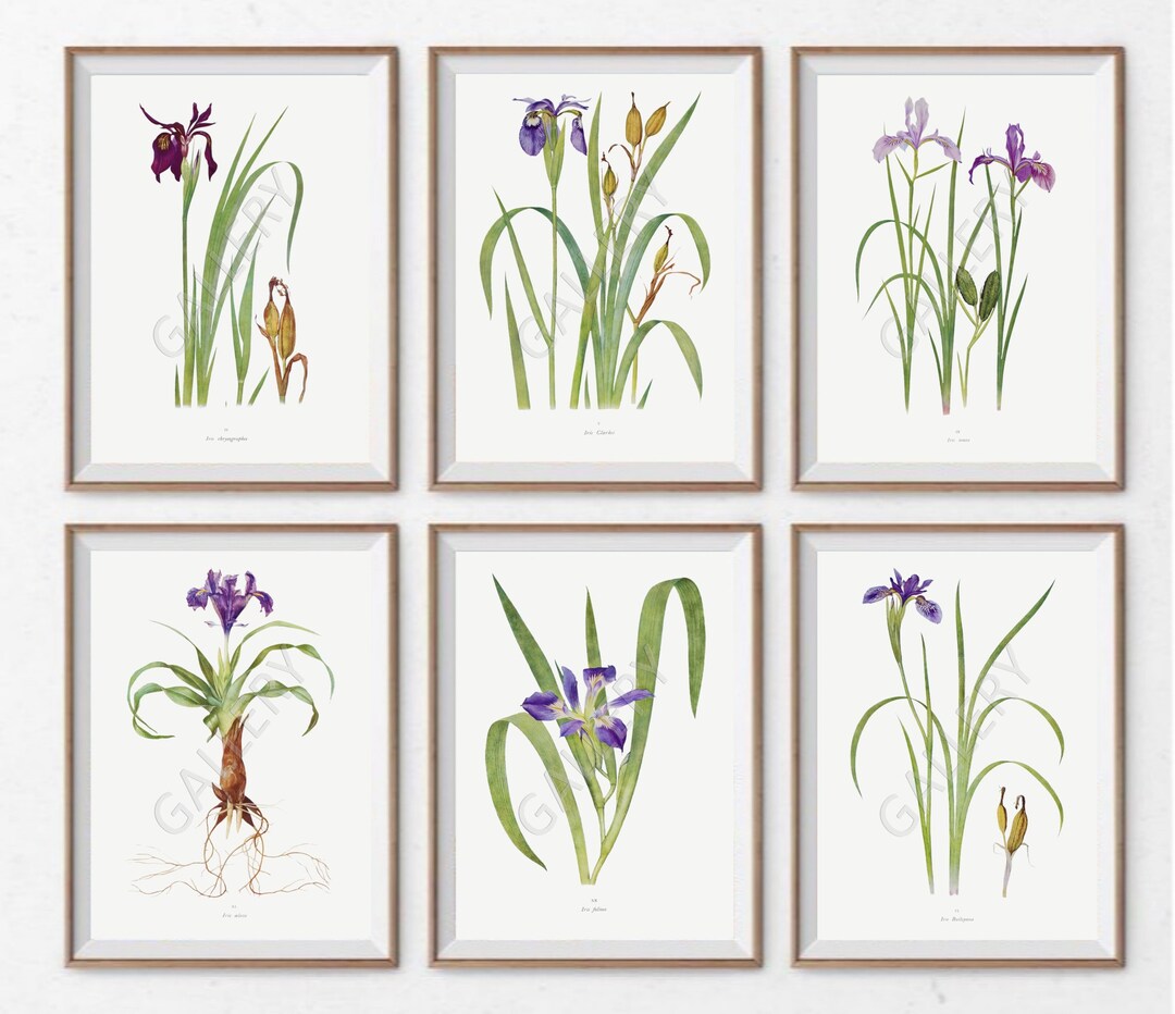 Set of 6 Irises Prints, Set No.200, Iris Filifolia, Iris Kaempferi ...