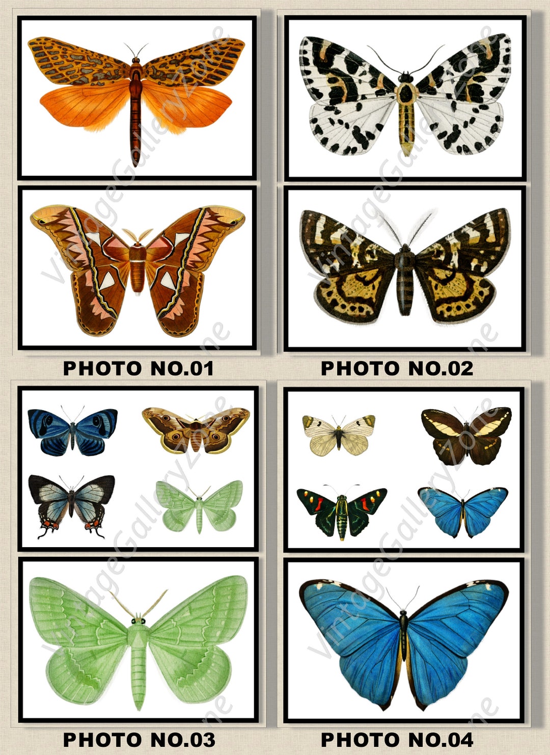 Set de 2 estampados vintage de mariposas multicolores. Conjunto n 112 ...