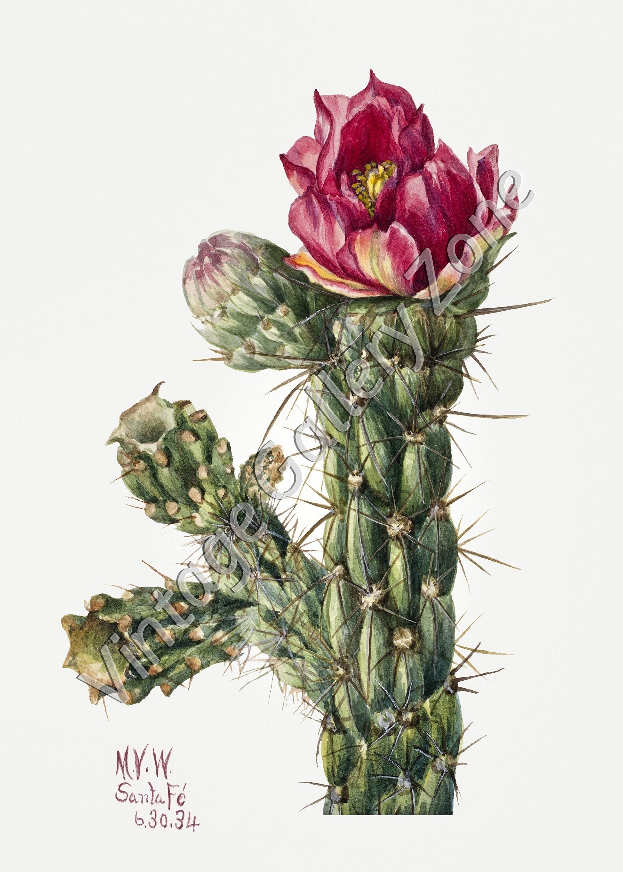 Set of 3 Cactus Prints Set No.170 Antique Botanical Prints | Etsy