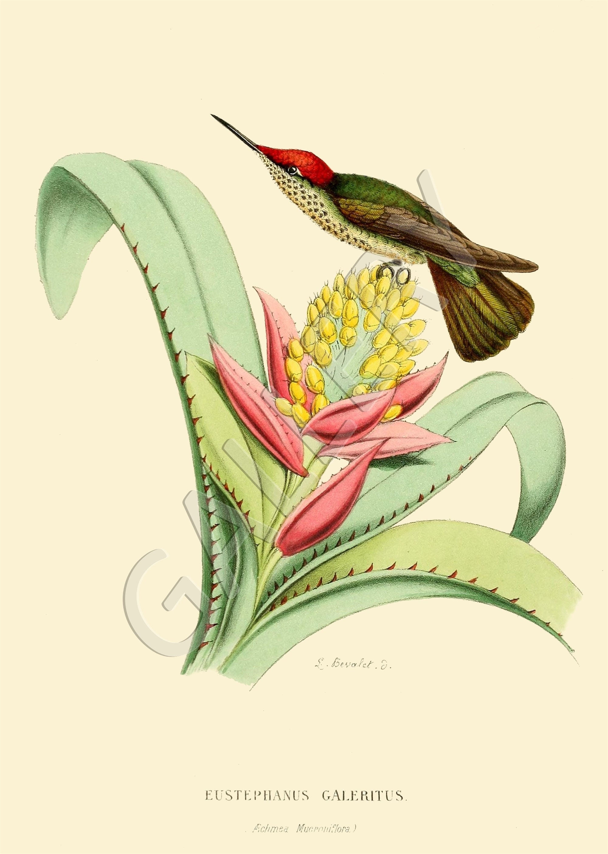 Set of 9 Vintage Hummingbirds Prints. Set No 177. Antique Hummingbirds ...