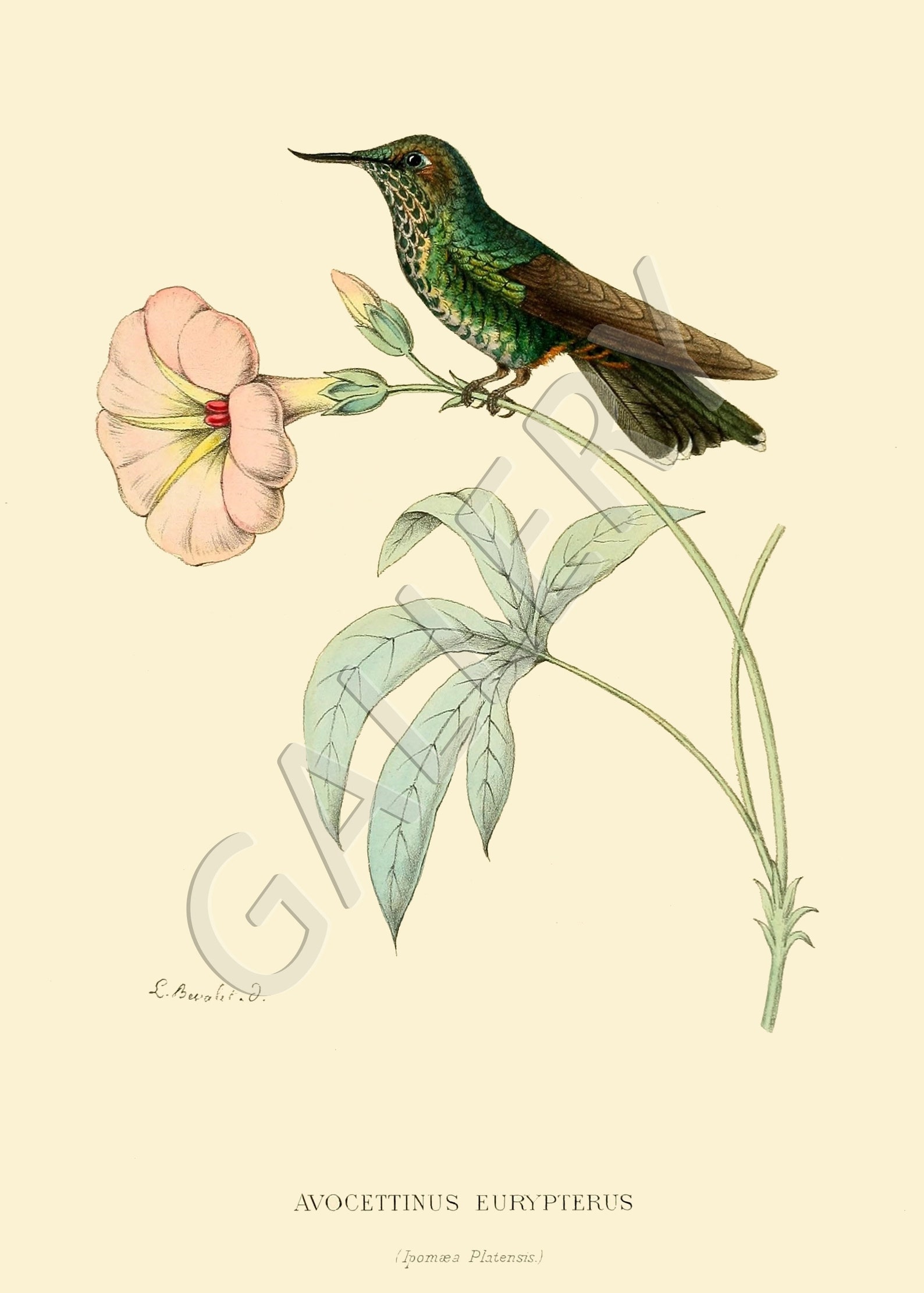 Set de 9 tirages Hummingbirds vintage. Ensemble n 175. - Etsy France
