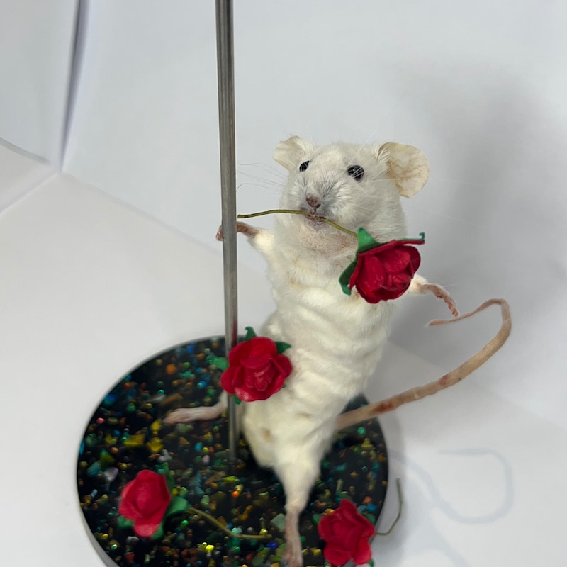 Taxidermy Mice - Etsy