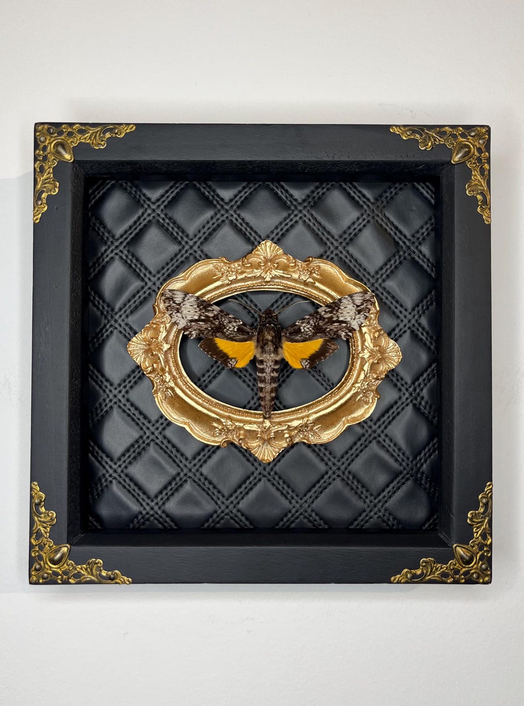 Isognathus Excelsior Hawk Moth – Framed Taxidermy Specimen in Ornate ...