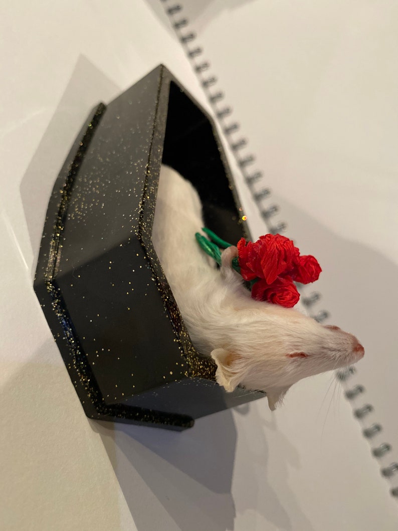 Taxidermy Mouse in A Coffin - Etsy Australia