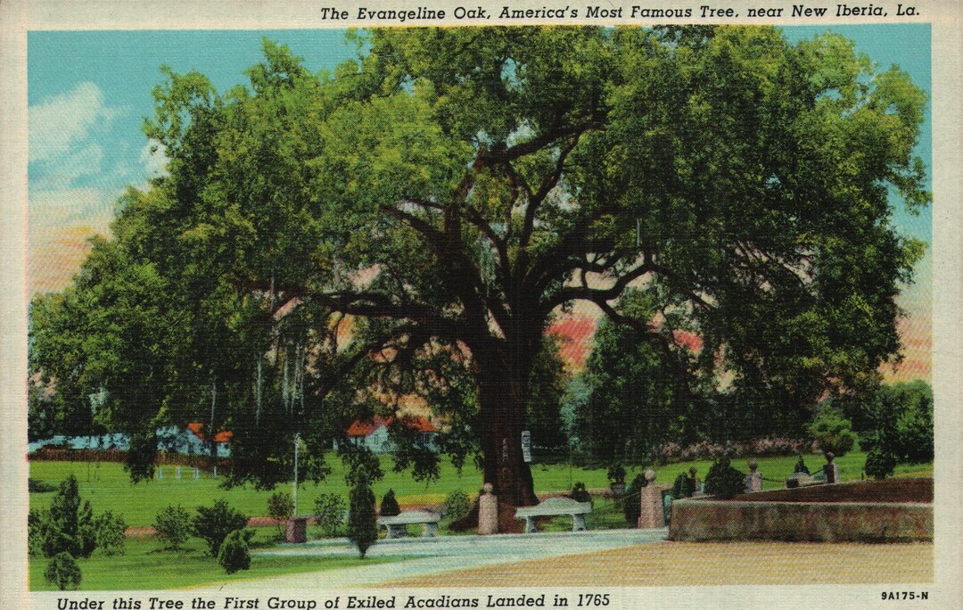Vintage Early Linen Postcard the Evangeline Oak America's Most Famous ...