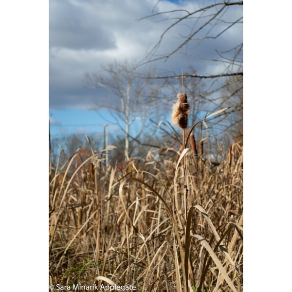 Bare Tree Photograph - Etsy