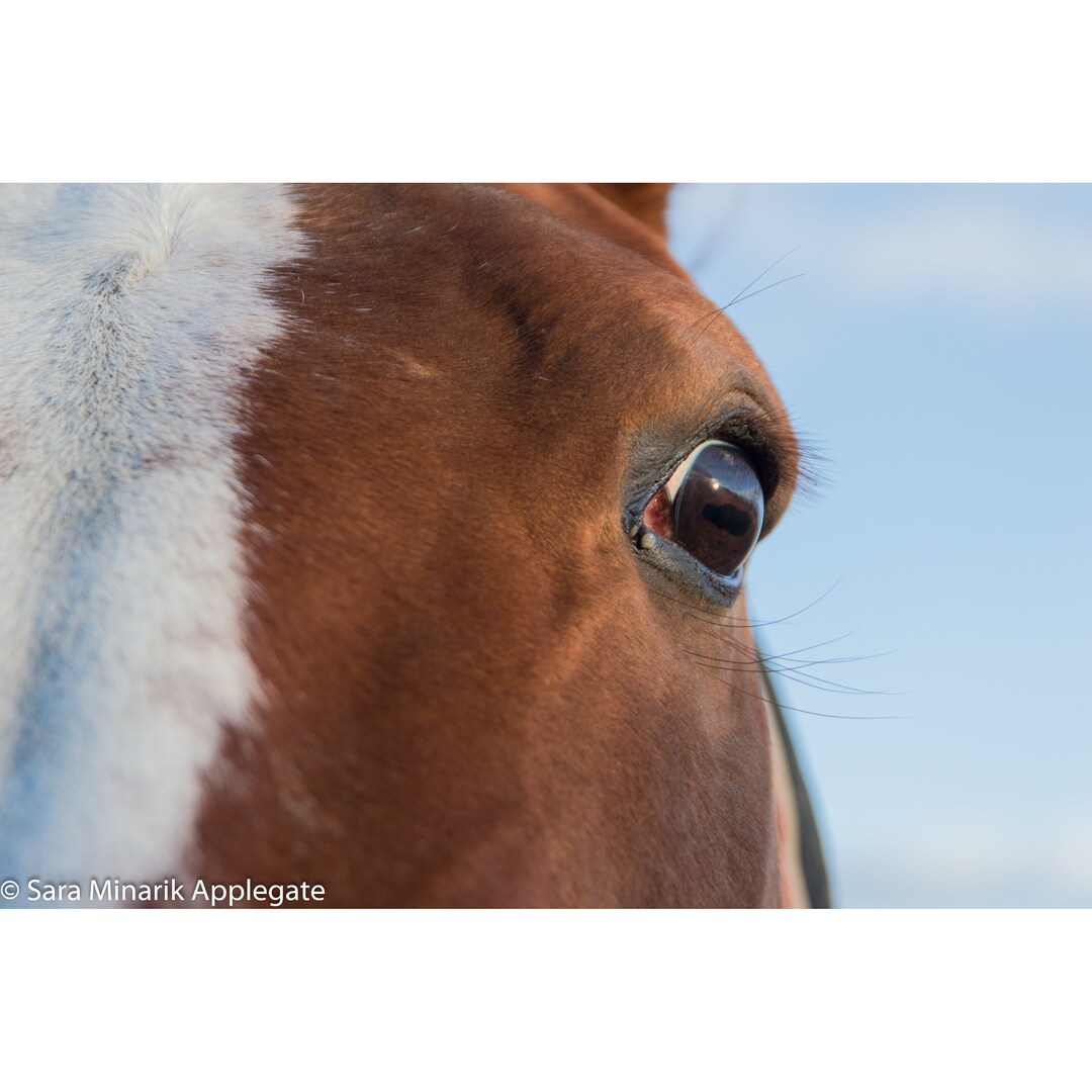 Instant Digital Download Color Photo "in His Sights" Brown Horse, Close ...