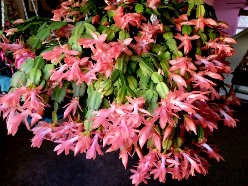 Thanksgiving Cactus Cuttings Salmon Fuchsia White Schlumbergera ...