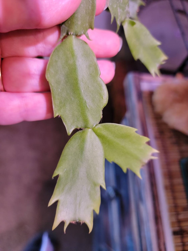 Thanksgiving Cactus Cuttings Salmon Fuchsia White Schlumbergera ...