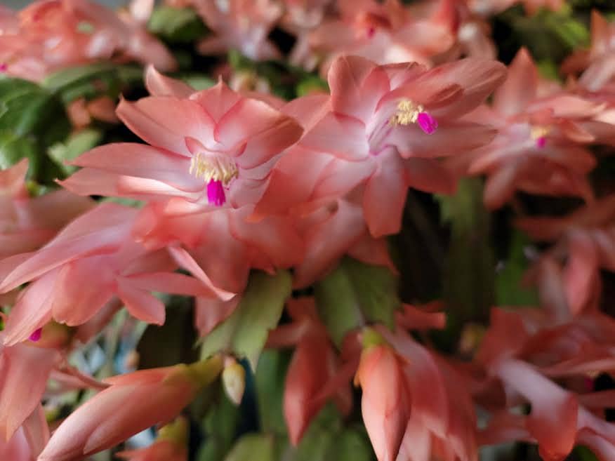 Thanksgiving Cactus Cuttings Salmon Fuchsia White Schlumbergera ...