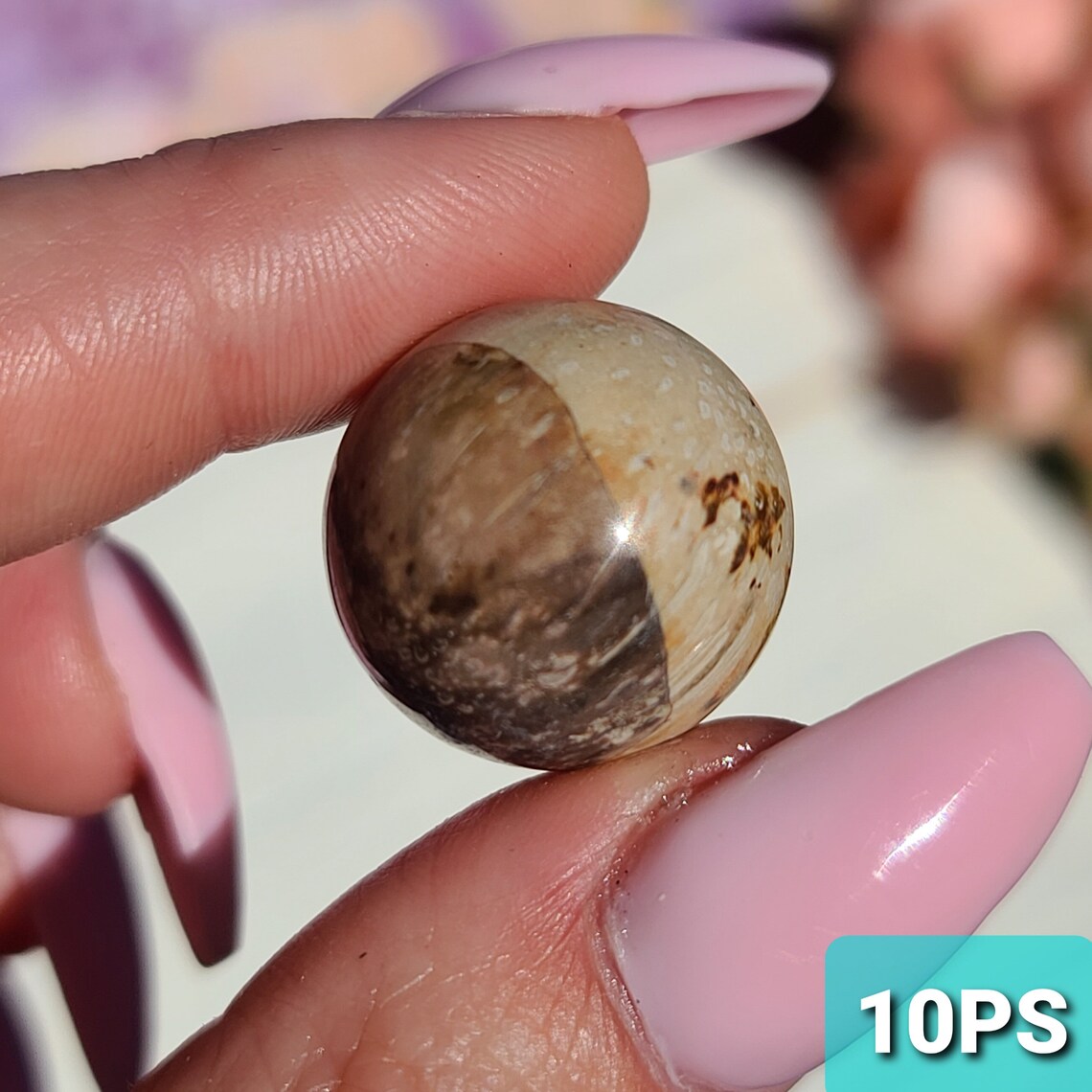 Palm Root Fossil Sphere Choose Your Tiny Crystal Ball for | Etsy