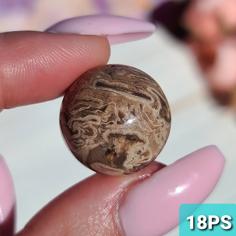 Palm Root Fossil Sphere Choose Your Tiny Crystal Ball for - Etsy