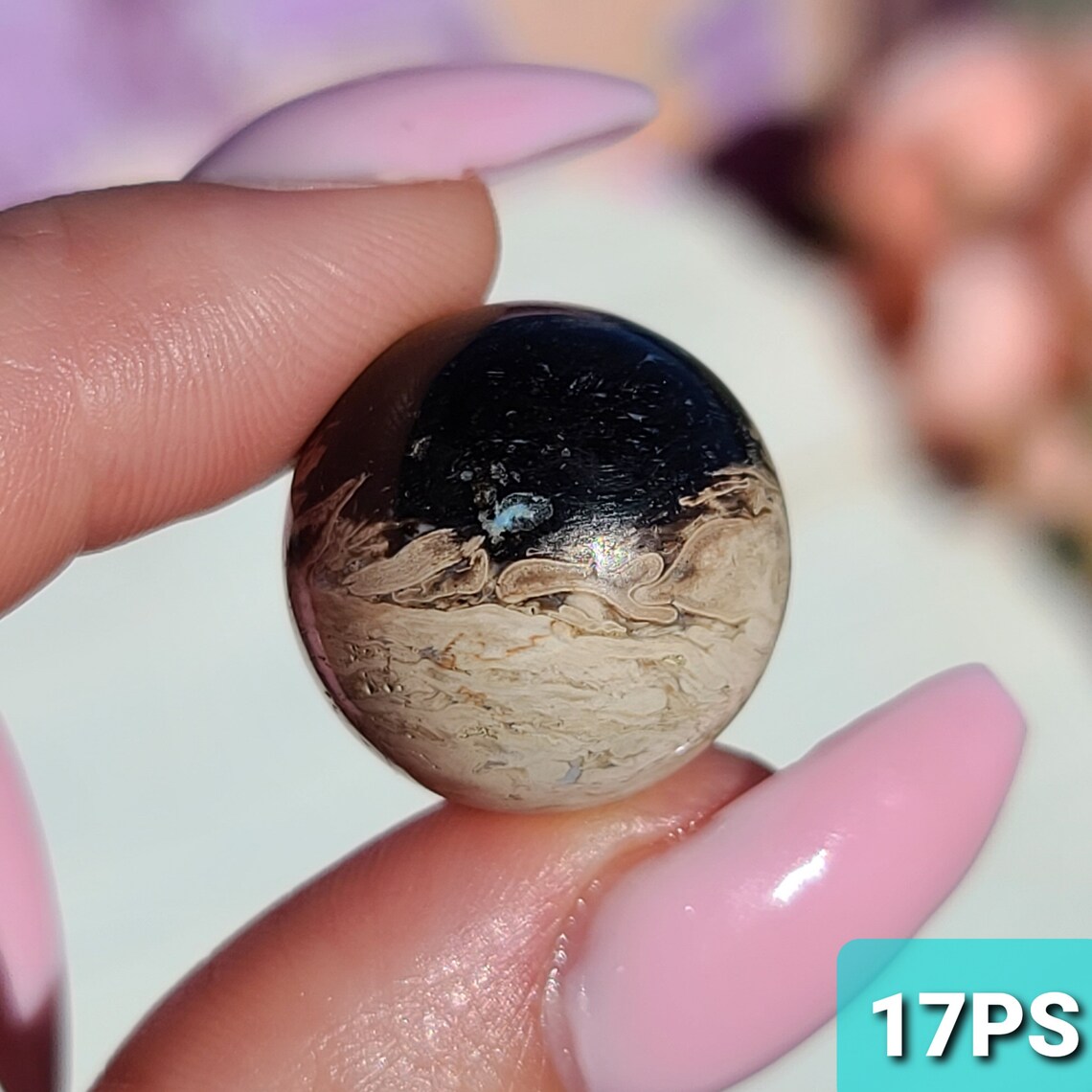 Palm Root Fossil Sphere Choose Your Tiny Crystal Ball for | Etsy