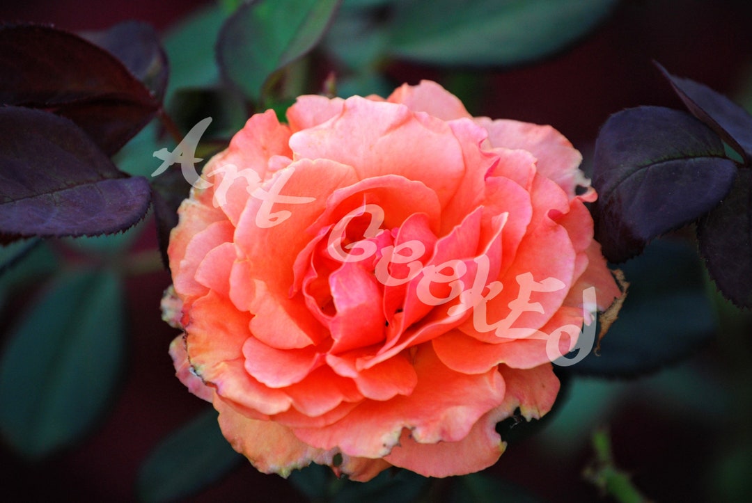 Anna's Promise Grandiflora Rose | Original Photography | Canvas, Metal ...