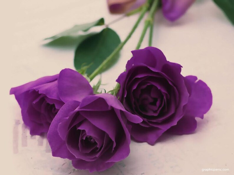 Dark Purple Rose Bush 20 Or 100 Seedsrare Free Shipping Usa Etsy