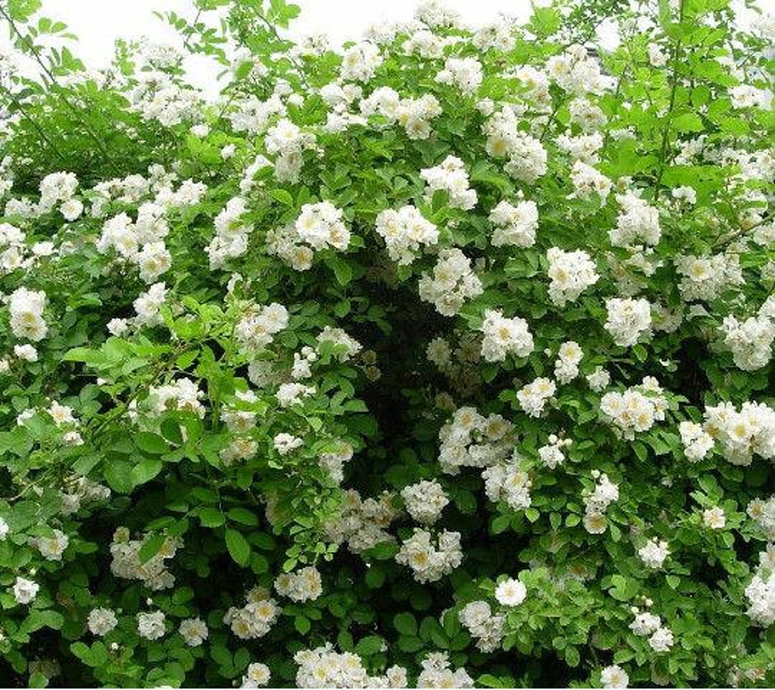 White Climbing Rose Bush 20 or 100 Seedsrare-free - Etsy White Climbing Rose Bush 20 or 100 Seedsrare-free - Etsy