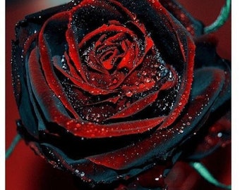 Bloody Black Rose Wallpaper