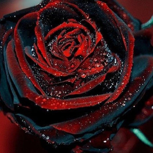 RARE Light Blue ROSE Flower Tree Bush 3 .10 20 or 30 - Etsy