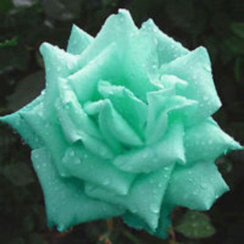 RARE Light Blue ROSE Flower Tree Bush 3 .10 20 or 30 - Etsy