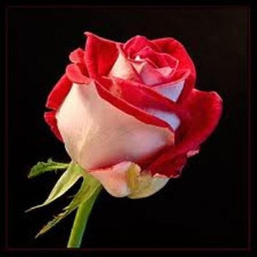 30 Seeds Zampa Dust Rose Perennial Flower Rose Authentic - Etsy