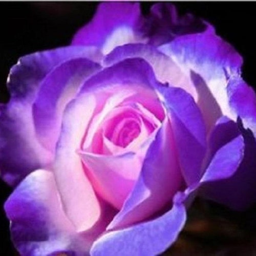 RARE Multi-color ROSE Flower Tree Bush 3.10 20 or 30 Seeds | Etsy