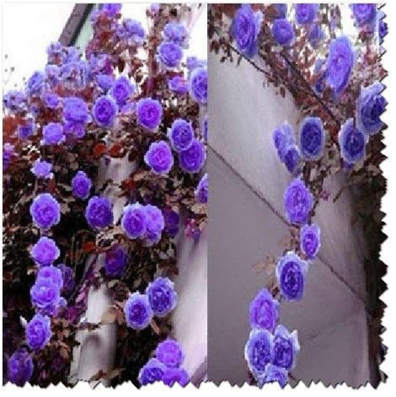 Purple Climbing Rose Bush 20 or 100 Seedsrare-free - Etsy Purple Climbing Rose Bush 20 or 100 Seedsrare-free - Etsy