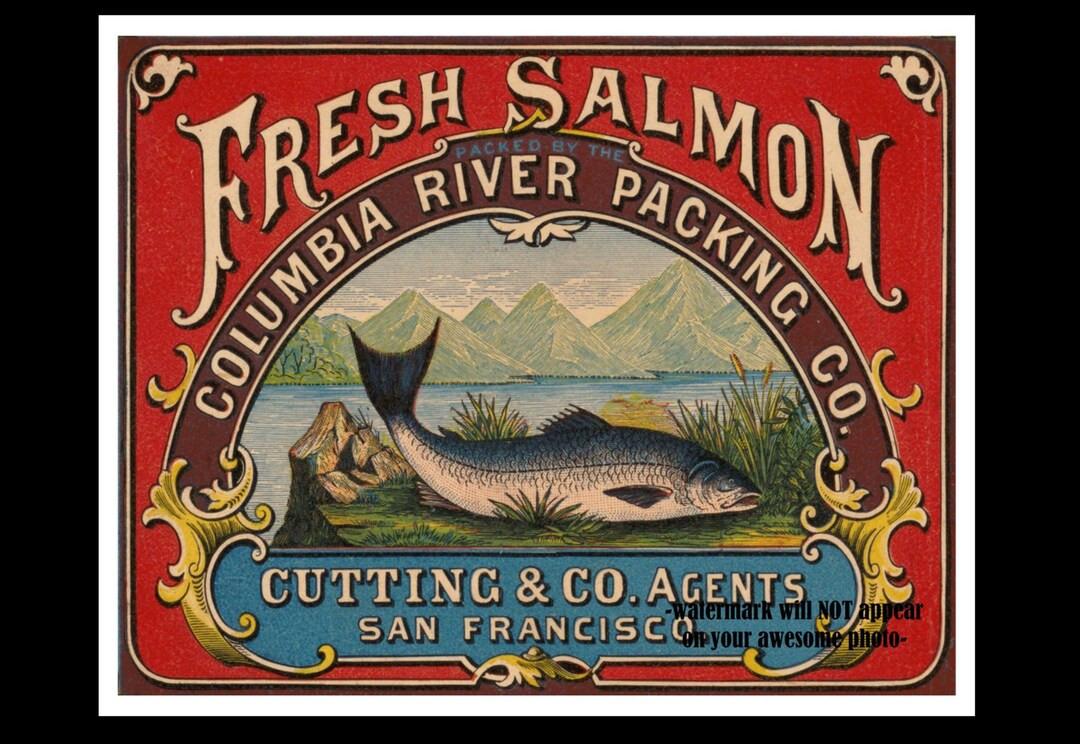 8x10 1874 Vintage Columbia River Salmon PHOTO Advertising Fishing Decor ...