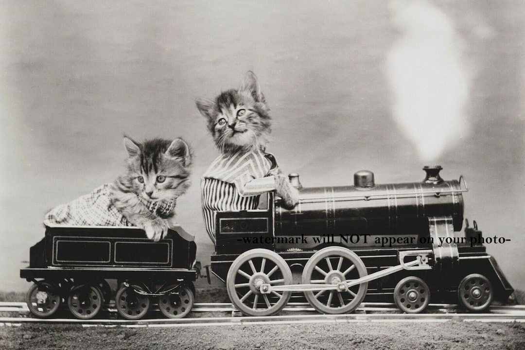4x6 Vintage Kitty Train Conductor PHOTO Funny 1914 Reprinted Pic Cats ...