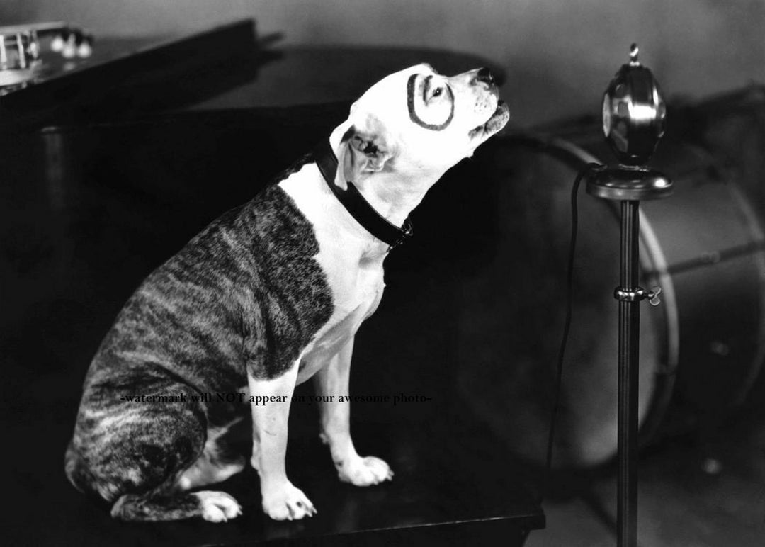 5x7 Our Gang Pete the Pup PHOTO Little Rascals Pit Bull Terrier Dog ...