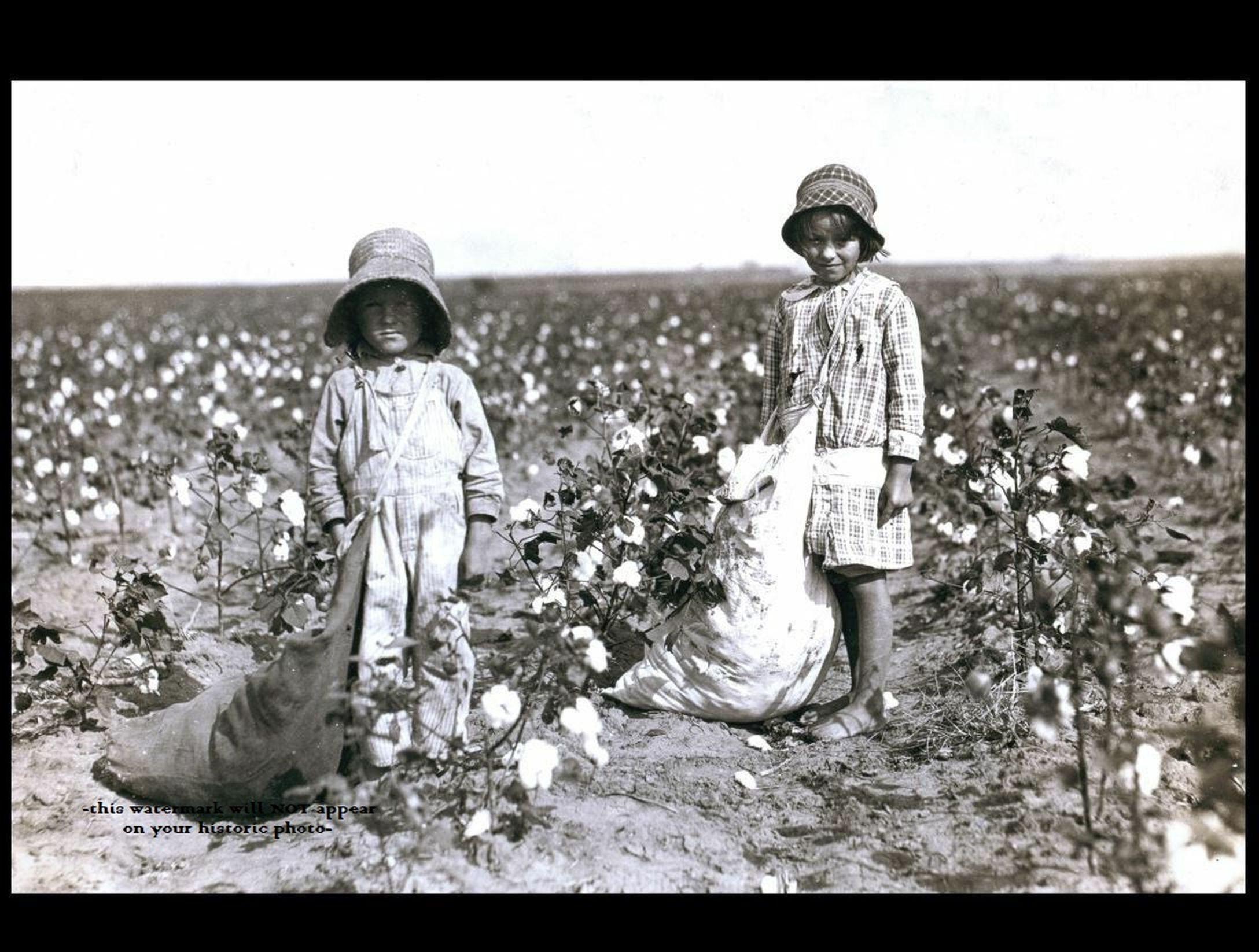 Old Cotton Pickers