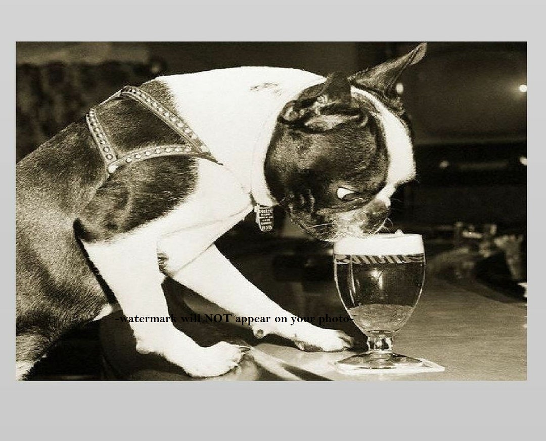 4x6 Crazy Vintage Dog Drinking Beer PHOTO Boston Terrier Glass Lager ...