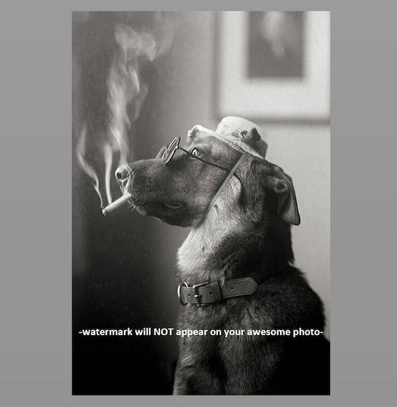 4x6 Crazy Vintage Dog Smoking Cigarette PHOTO Weird Funny - Etsy