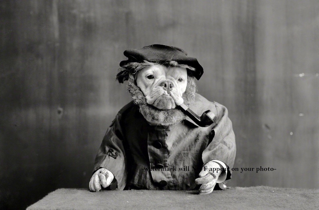 4x6 Crazy Vintage Dog Smoking Pipe PHOTO Pit Bull Dog Circa 1905 Weird ...