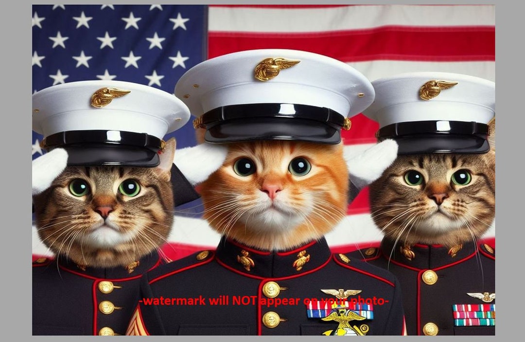 5x7 Kitty Cat Marines PHOTO Marine Corps Cats Funny Crazy Cats Photo ...