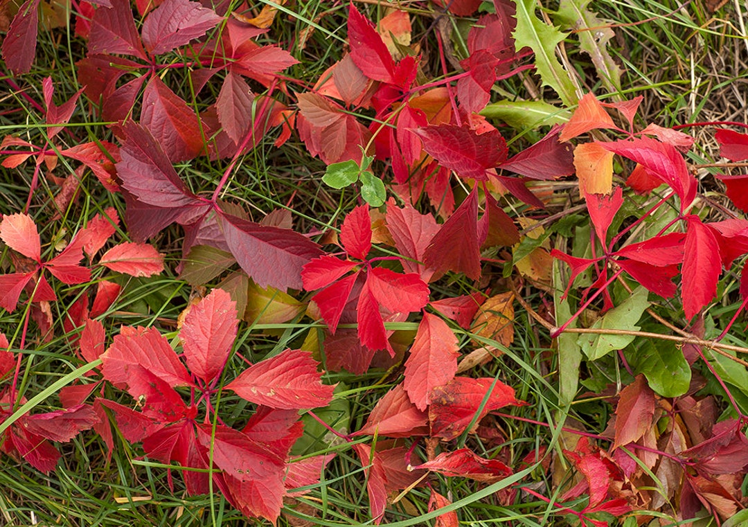 Wild Grapes Red Leaves Color Photo Digital Photo - Etsy