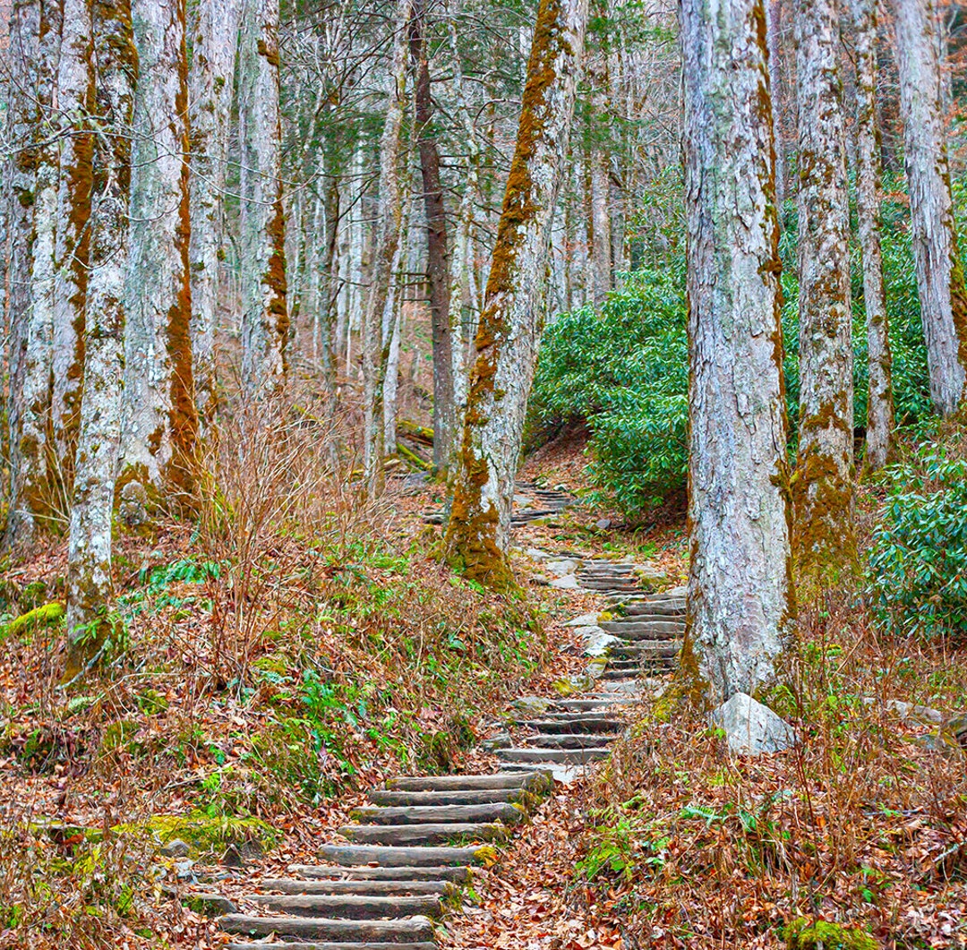 Wooden Stairs in the Forest Color Photo Travel Photo Digital Photo - Etsy