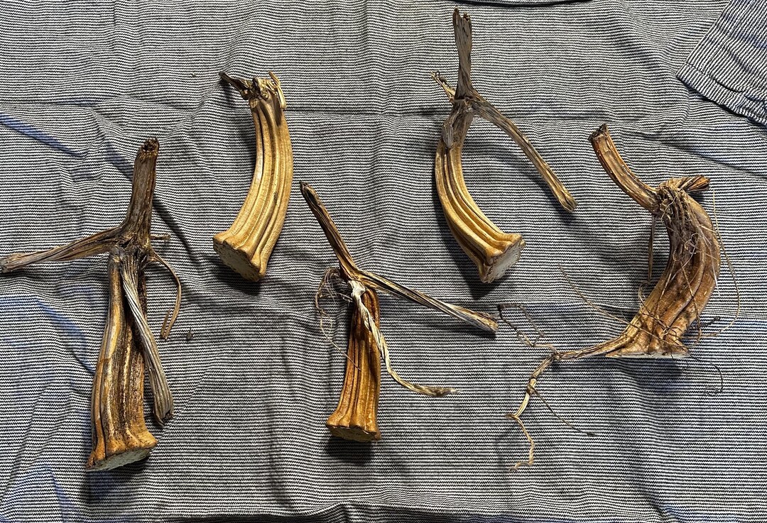 5 Unique Large Pumpkin Stems for Crafting Real Pumpkin Stem Velvet ...