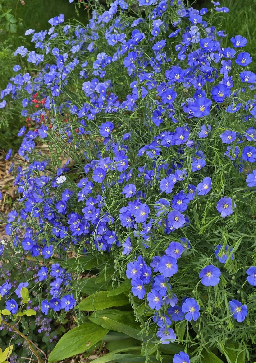Blue Flax, Perennial (35+ Seeds) - Etsy