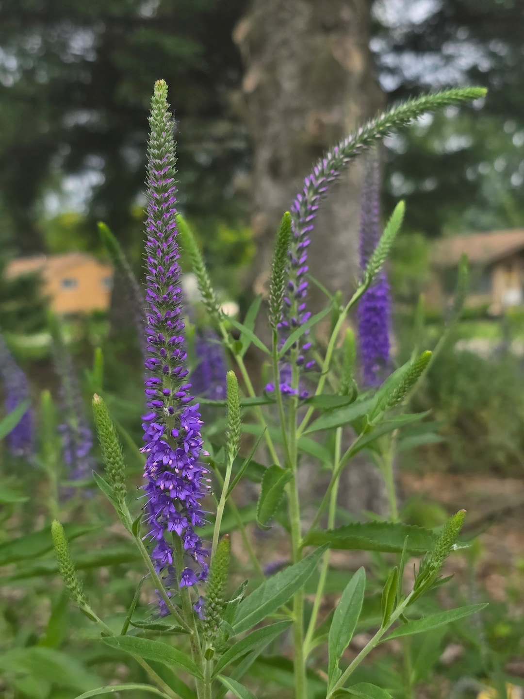 Veronica Longifolia (speedwell Mixed Colors), Perennial (seed Packet ...
