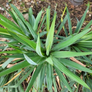 Giant Cold Hardy Yucca, Perennial seed Packet - Etsy