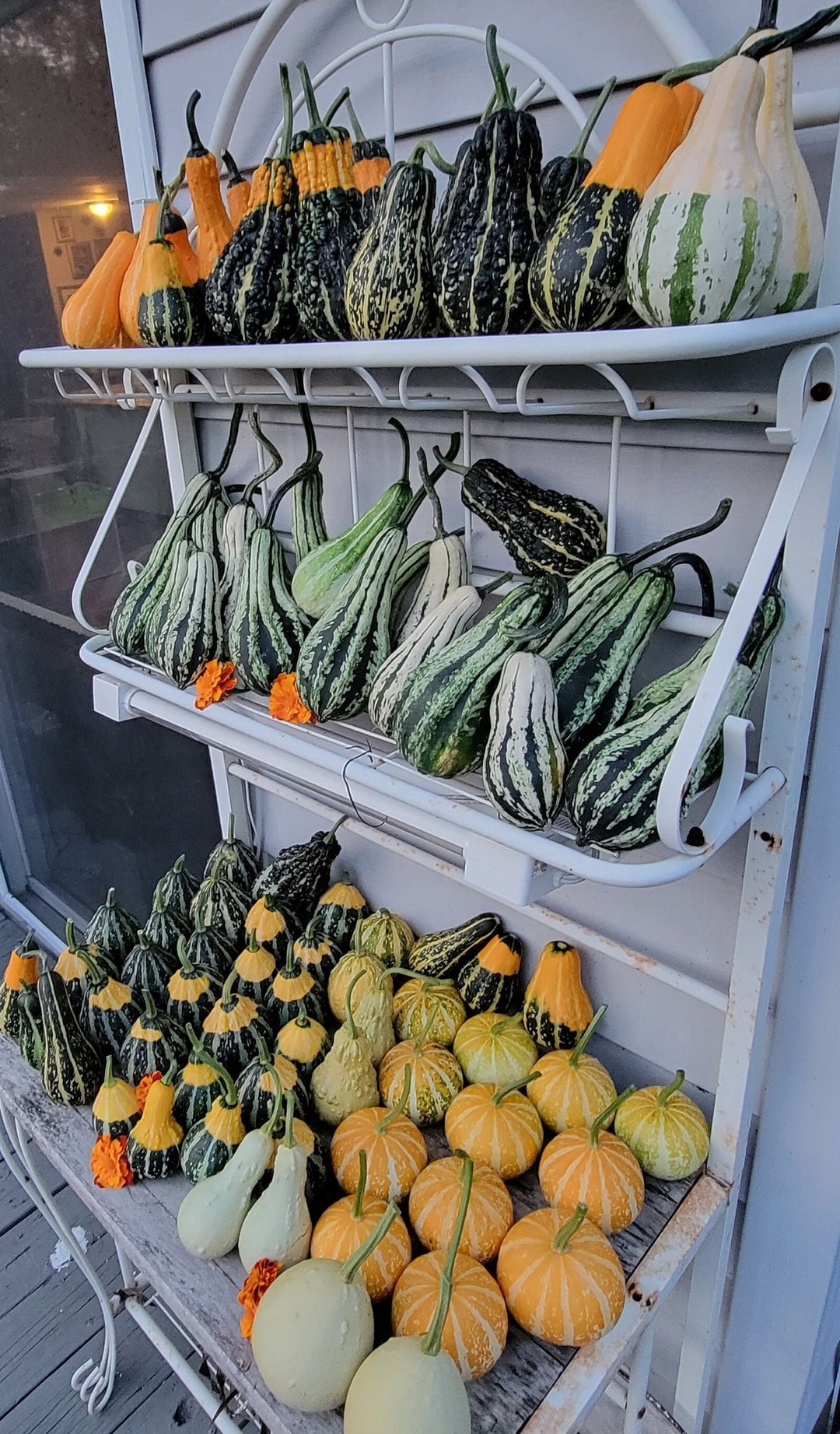 Mandy's Gourd Mix (12+ Seeds), Ornamental Gourds (seed Packet) - Etsy