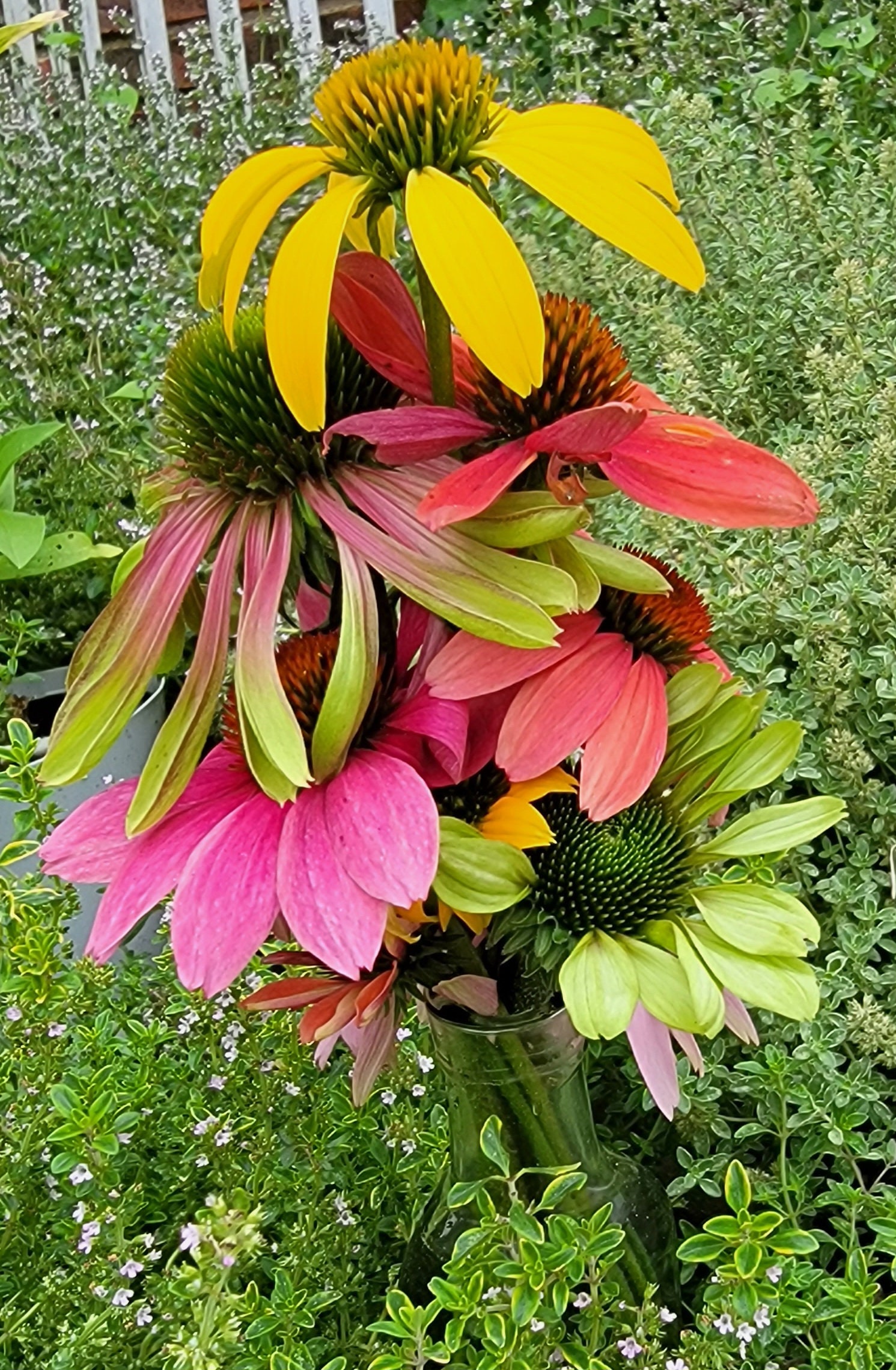 Echinacea (all of Our Varieties), Coneflower Mix (15+ Seeds), Perennial ...