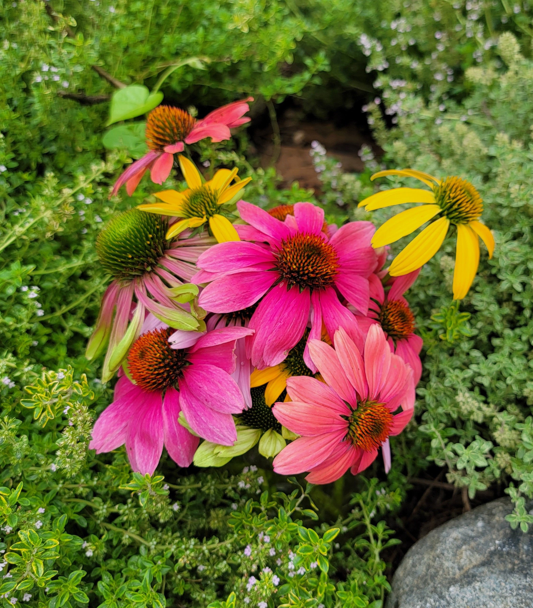 Echinacea (all of Our Varieties), Coneflower Mix (15+ Seeds), Perennial ...