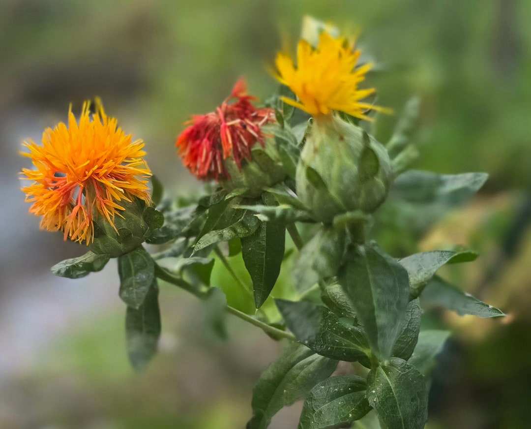 Safflower (corrales Azafran), Annual (20+ Seeds) - Etsy