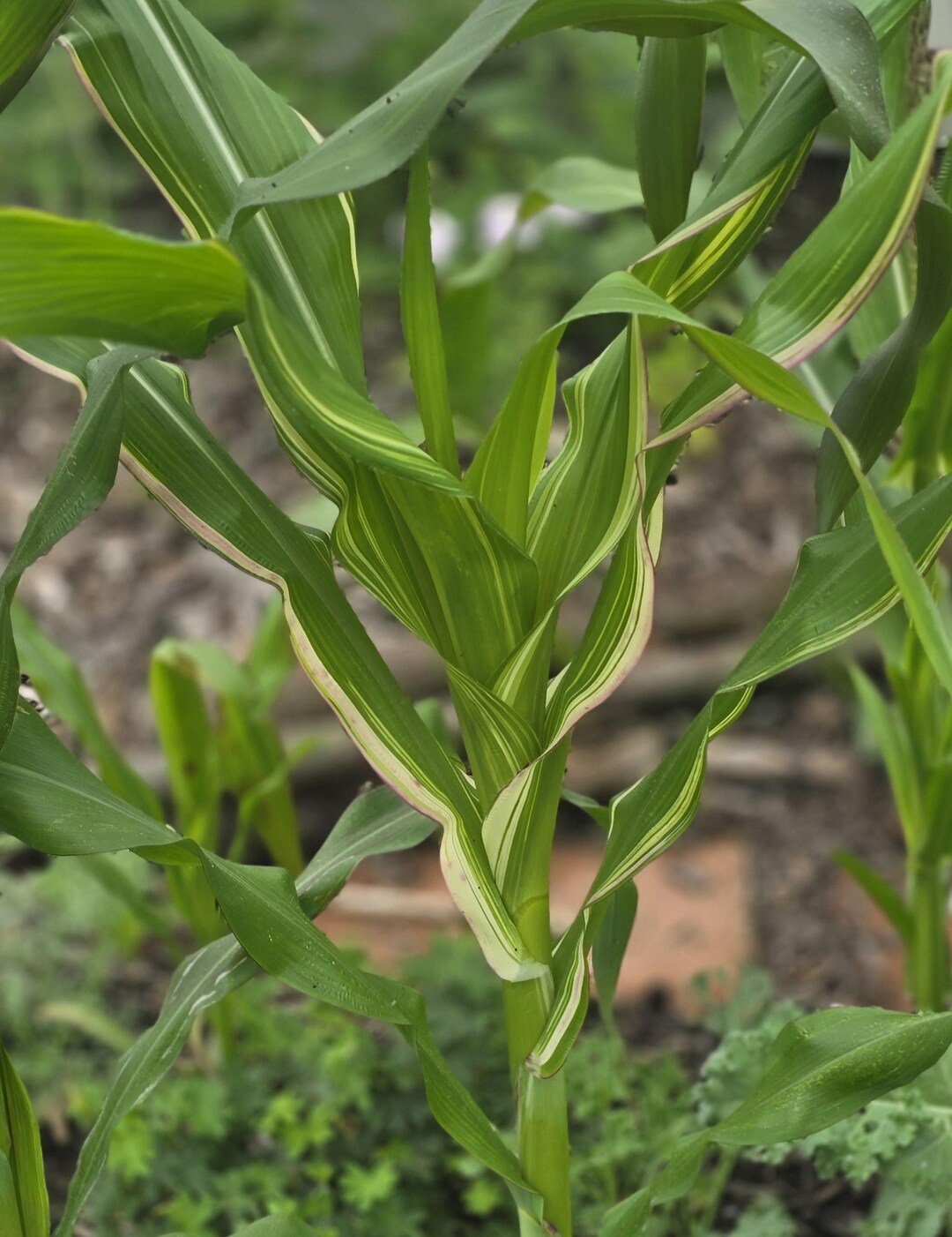 Variegated Zea Maize, Japonica Corn, Annual (10+ Seeds) - Etsy