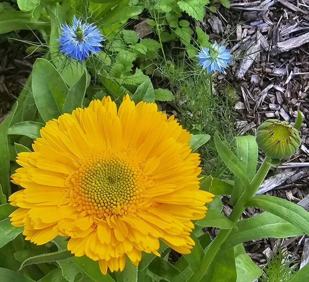 Yellow Kinglet Calendula, Annual (15+ Seeds) - Etsy